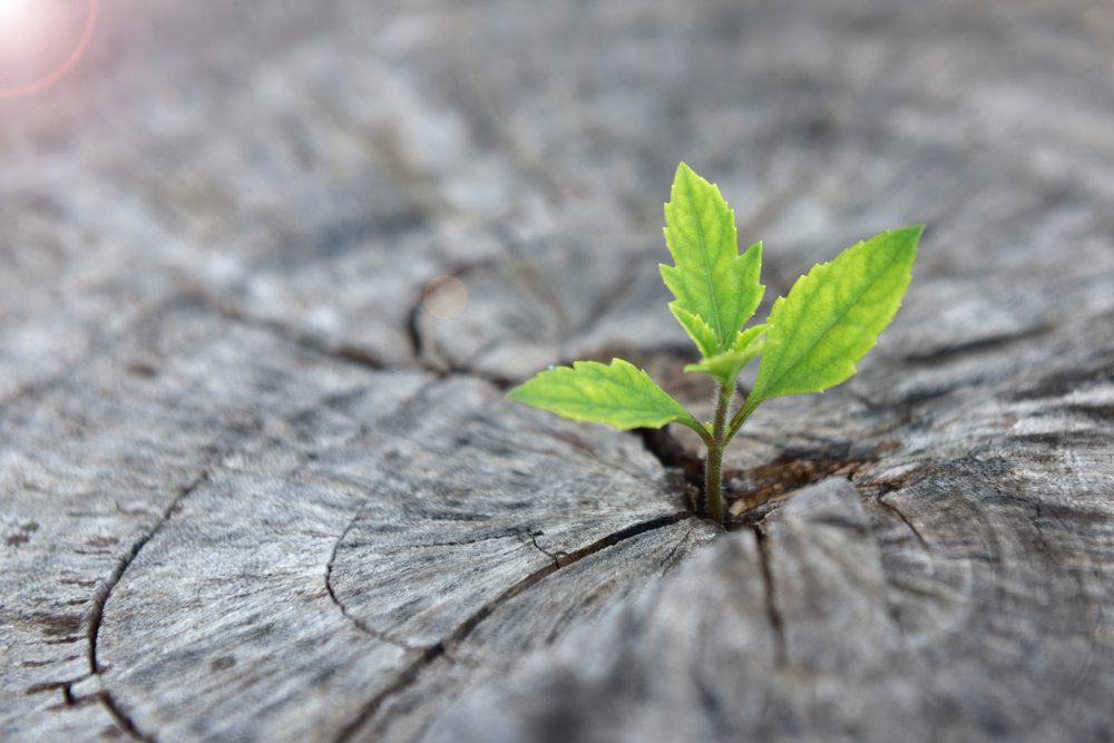 Emerge - Englisch.net