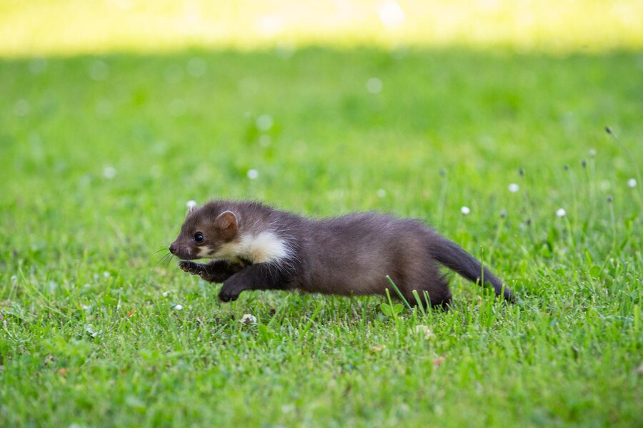 Ferret - Englisch.net