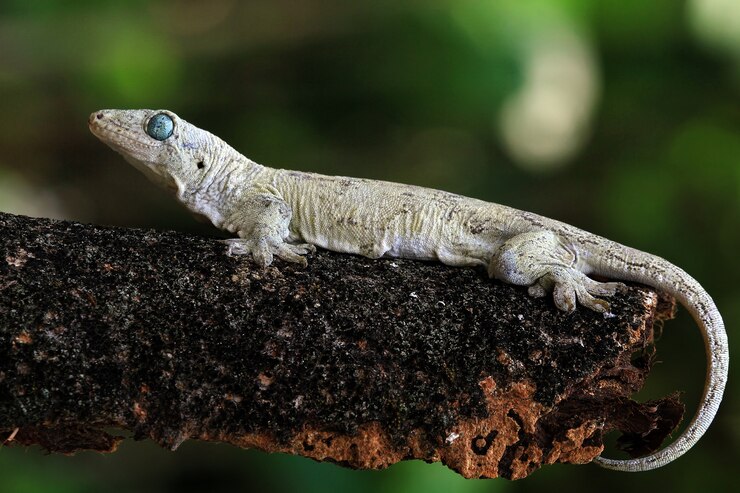 Gecko - Englisch.net