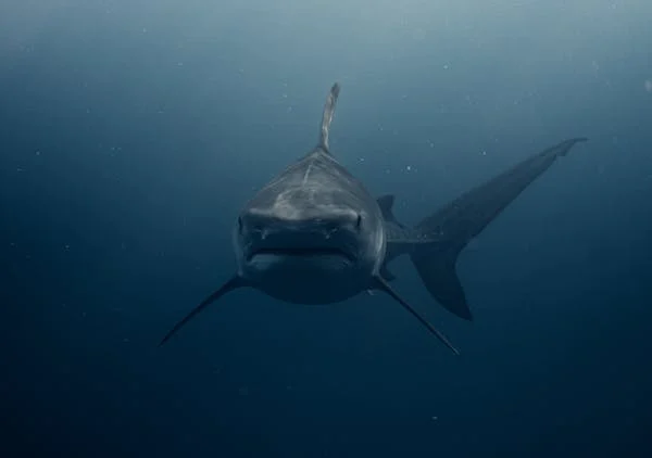 basking shark - Englisch.net