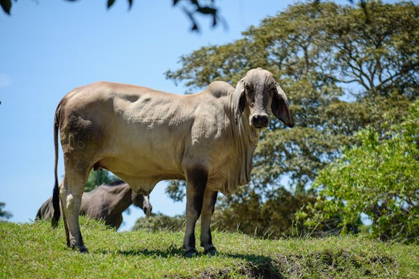 Husbandry - Englisch.net