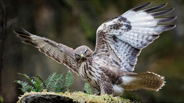 Buzzard - Englisch.net
