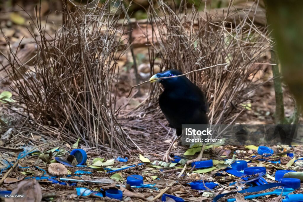 bower bird - Englisch.net
