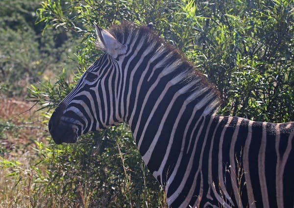 Distinguish - Englisch.net