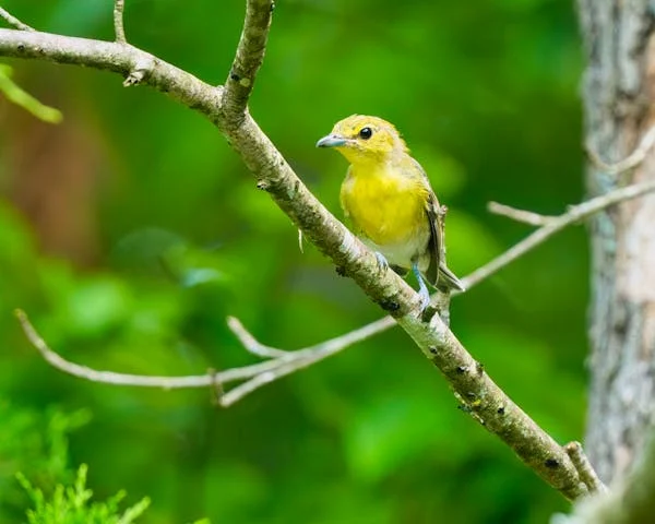 Dicky Bird - Englisch.net