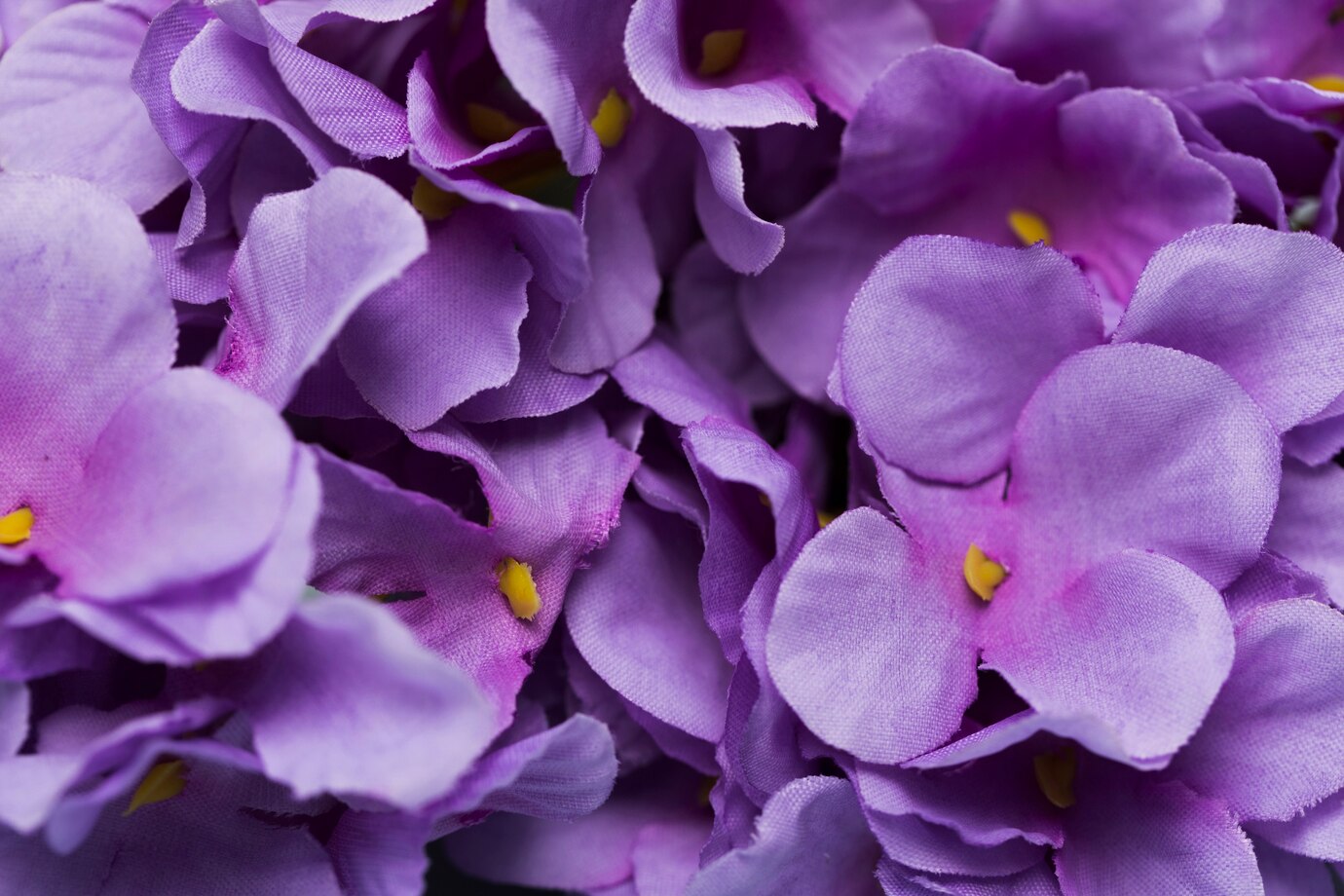 African violet - Englisch.net