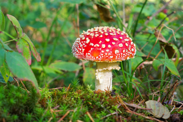 Fly agaric - Englisch.net