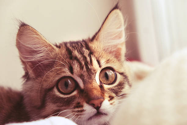 Fixedly - Englisch.net